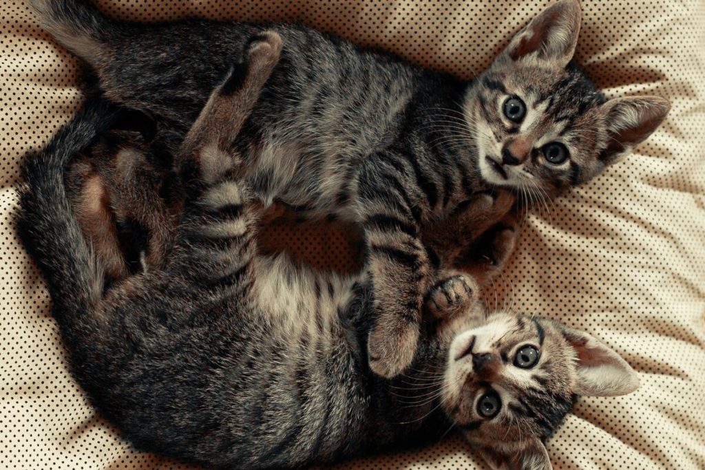 Leuke kattennamen: 55 toffe namen voor katten! – Babynamen.nl